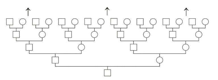 Rodokmeny - Sperat.cz